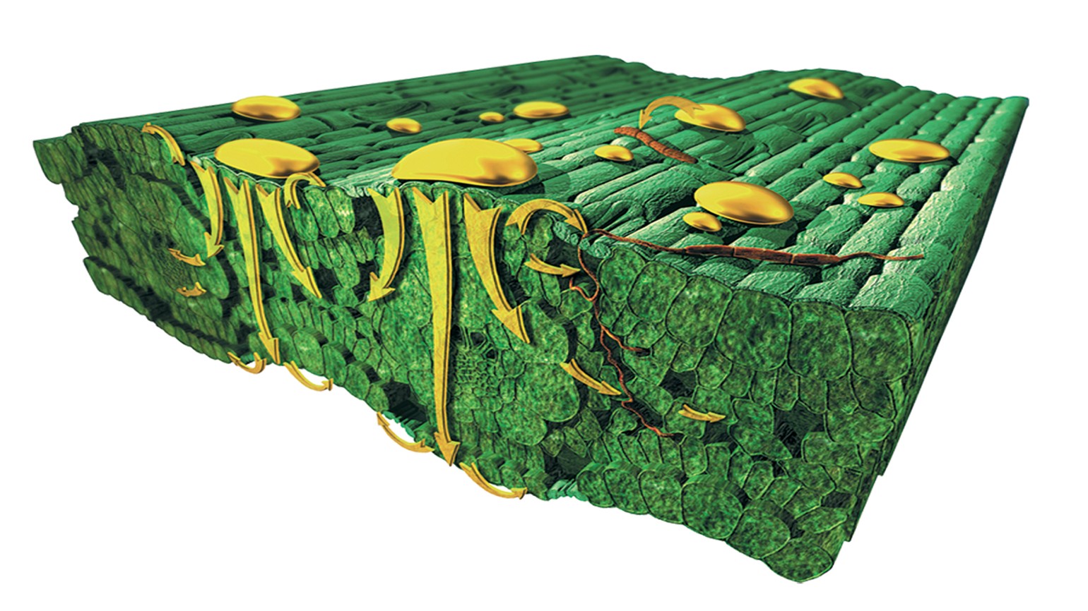 Pictor Active - Agricultural Solutions