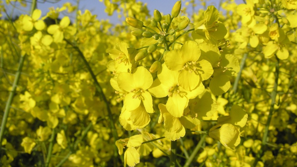 Pictor Active - Agricultural Solutions